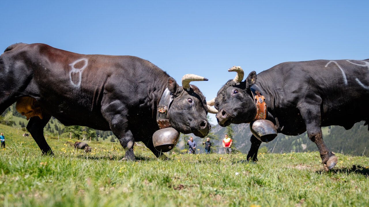 Eringer – Königinnen der Alpen | Alpgenossenschaft Guschg